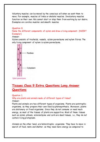 Important Question with Answer of Tissues class 9 | DOCX