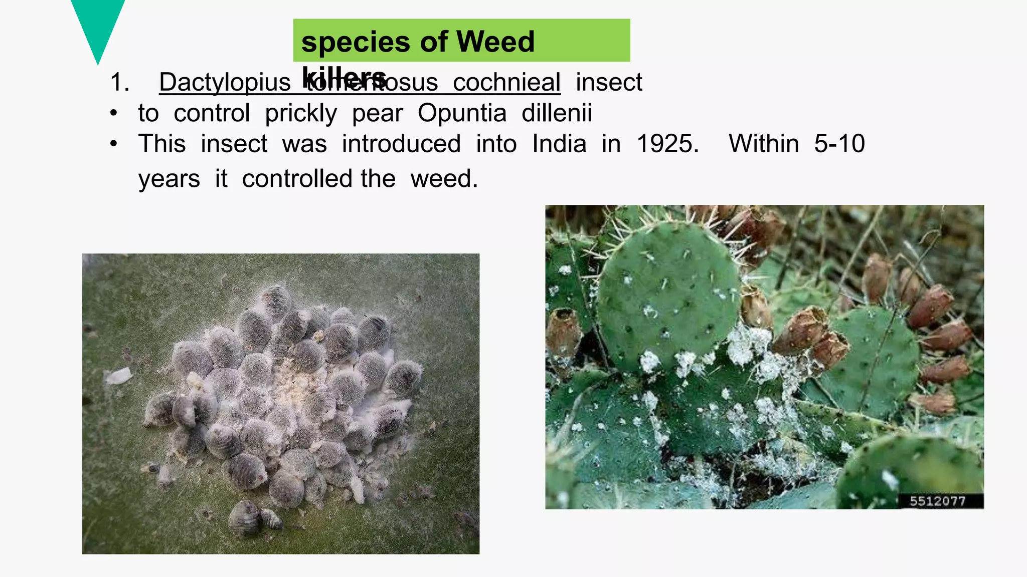 important species of pollinatiors, weed killer and scavengers. ppt.pptx