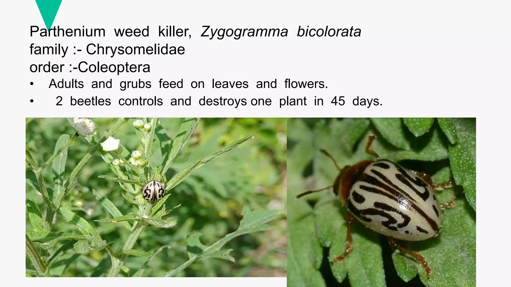 important species of pollinatiors, weed killer and scavengers. ppt.pptx