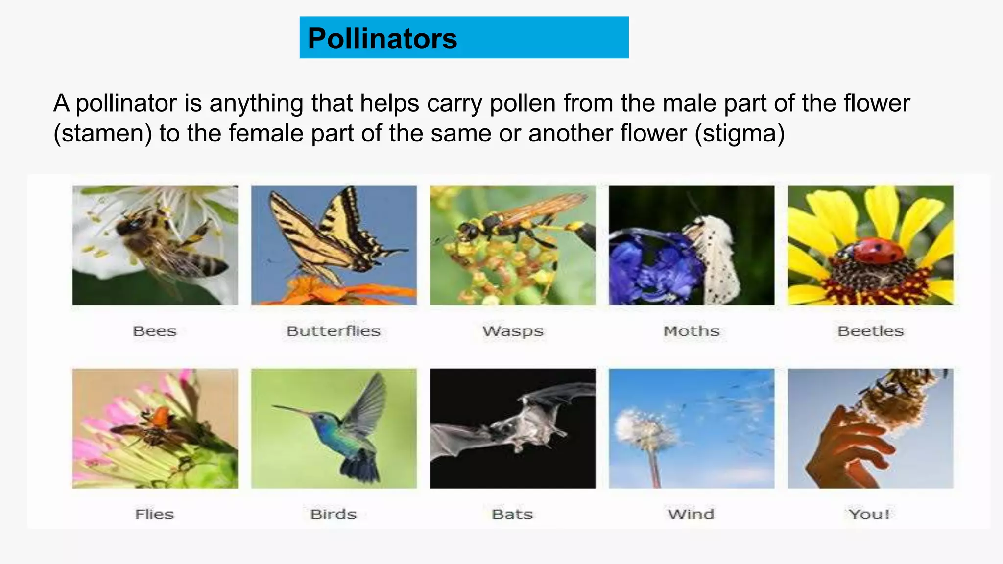 important species of pollinatiors, weed killer and scavengers. ppt.pptx