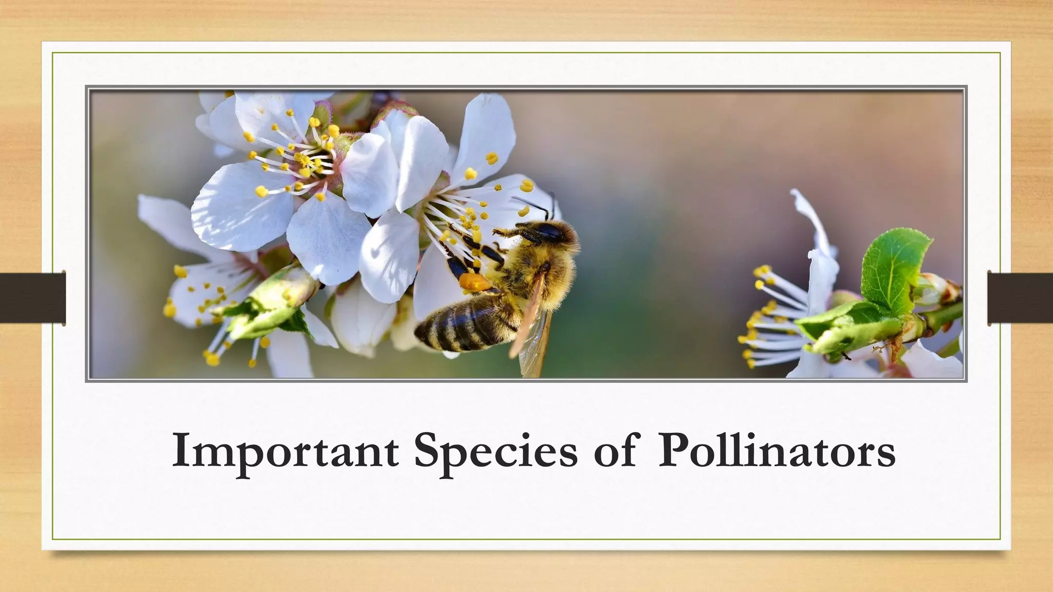 Important species of pollinators | PDF