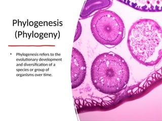 presentation of Important_Terms_in_Embryology[1].pptx