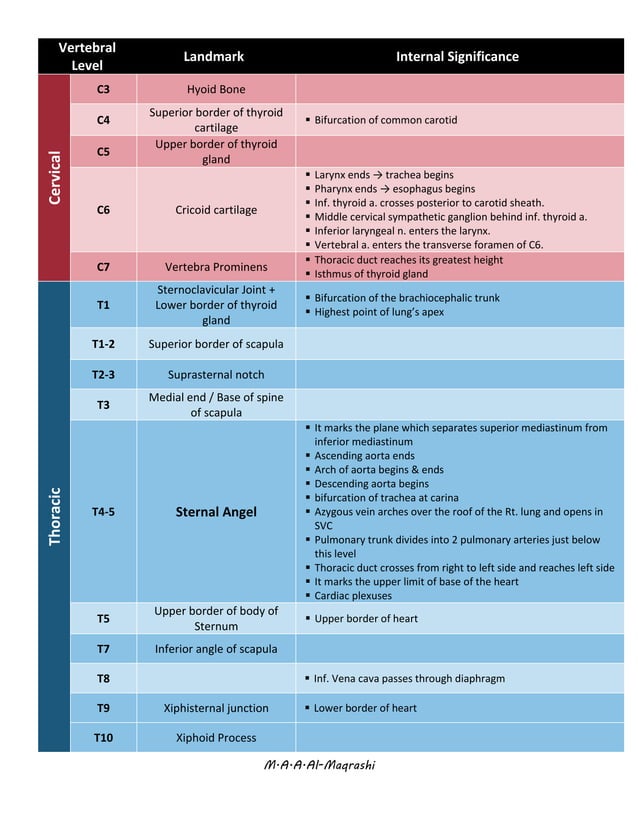 Anatomy-Important vertebral level | PDF