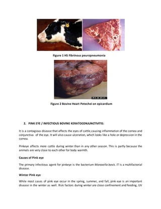 Important Winter Bacterial Disease of Ruminants | PDF