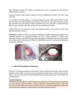 Important Winter Bacterial Disease of Ruminants | DOCX