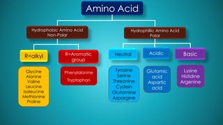 Amino Acid | PDF