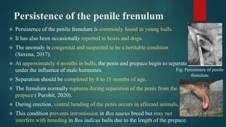 IMPOTENTIA COEUNDI.pptx