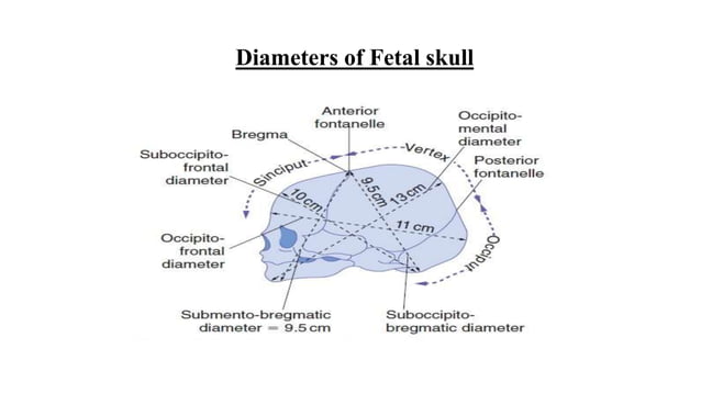 Fetal skull | PPT