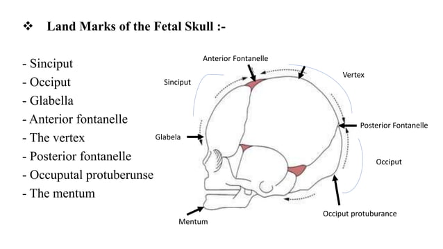 Fetal skull | PPT