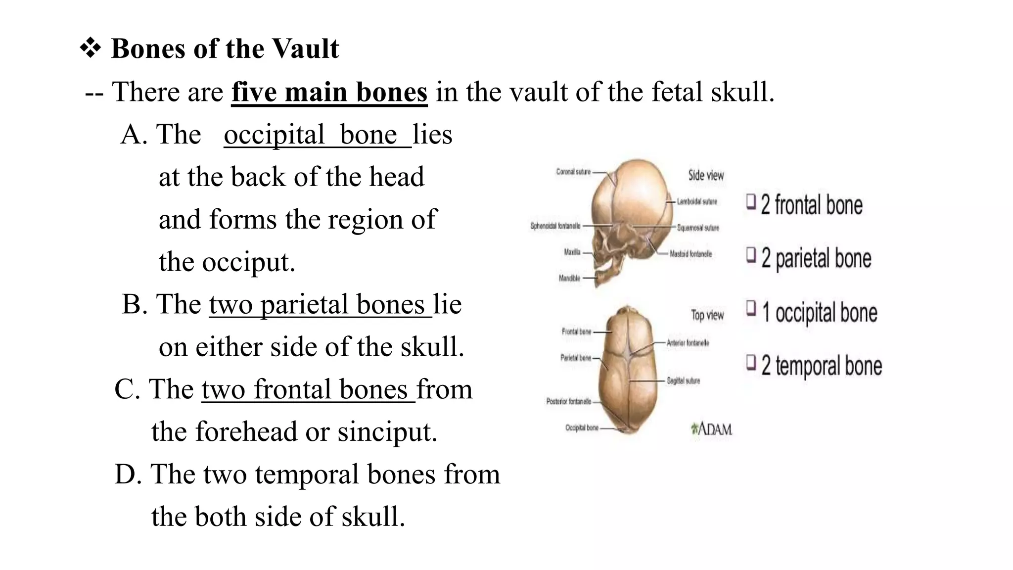 The fetal skull | PPTX