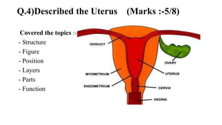 Uterine Layers