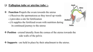 Uterus Slide Functional Layer