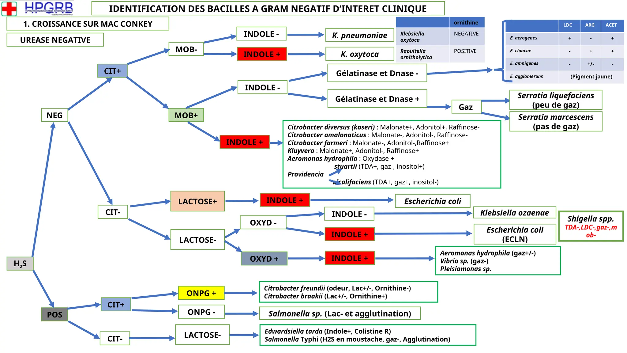 Impression Abaque d'identification BACTERIO VF.ppt