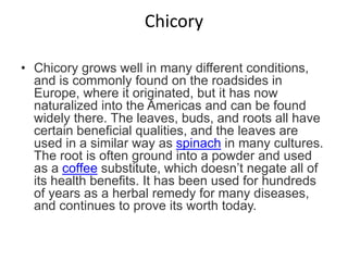 Impressive health benefits of chickory A series of Presentation By Mr ...