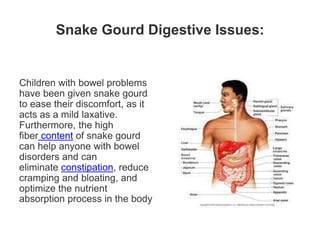 Impressive health benefits of snake gourd A series of Presentation By ...