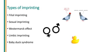 Imprinting in ethology and psychology | PPTX