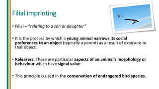 Imprinting in ethology and psychology | PPTX