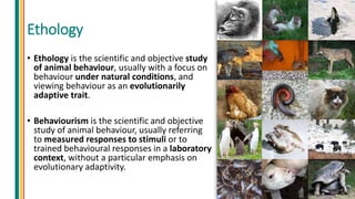 Imprinting in ethology and psychology | PPTX