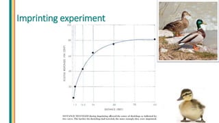 Imprinting in ethology and psychology | PPTX