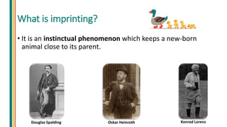 Imprinting in ethology and psychology | PPT