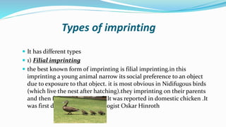 Imprinting Behaviour In Animals