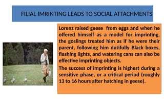 imprinting n psychology and ethology, imprinting is any kind of phase ...