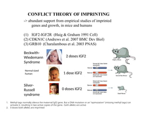 genomic Imprinting definition and mechanism.ppt