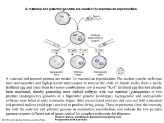genomic Imprinting definition and mechanism.ppt
