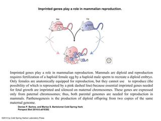 genomic Imprinting definition and mechanism.ppt