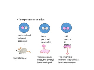 genomic Imprinting definition and mechanism.ppt
