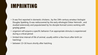 Imprinting presentation | PPTX | Birdwatching | Hobbies & Interests