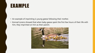 Imprinting presentation | PPTX | Birdwatching | Hobbies & Interests