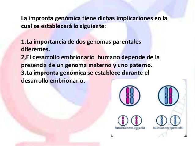 Improta genomica y gen sry