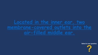 Improved ear jeopardy | PPT