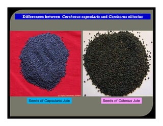 Improved technologies for jute cultivation in india | PDF