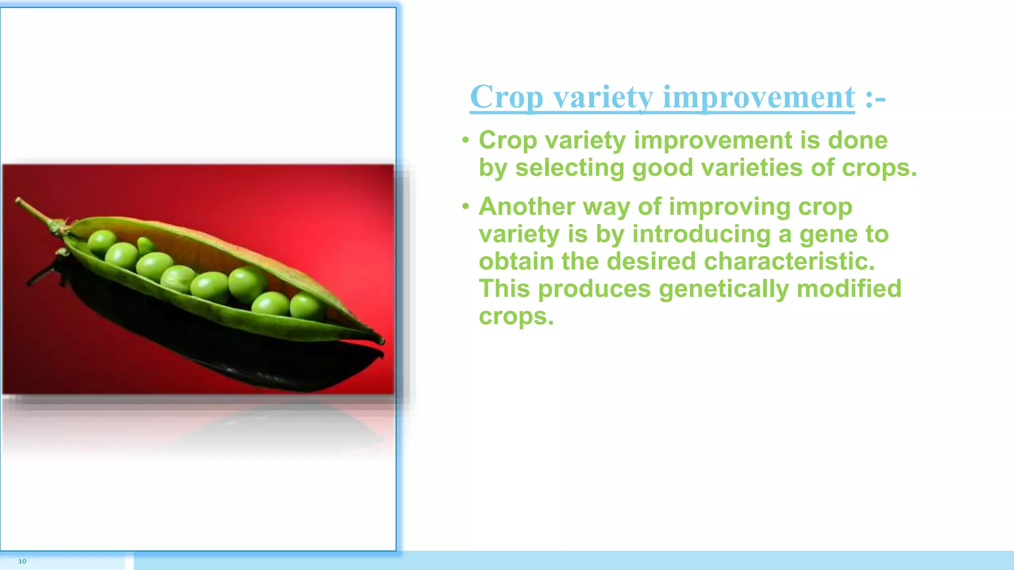 Improvement in food crops | PPTX