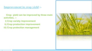 Improvement in food crops | PPTX