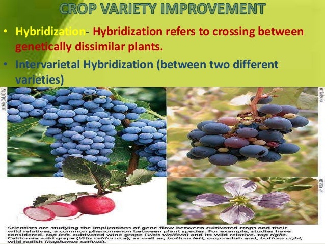 Improvement in food resources