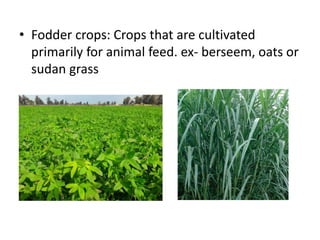 Improvement in Food Resources | PPTX