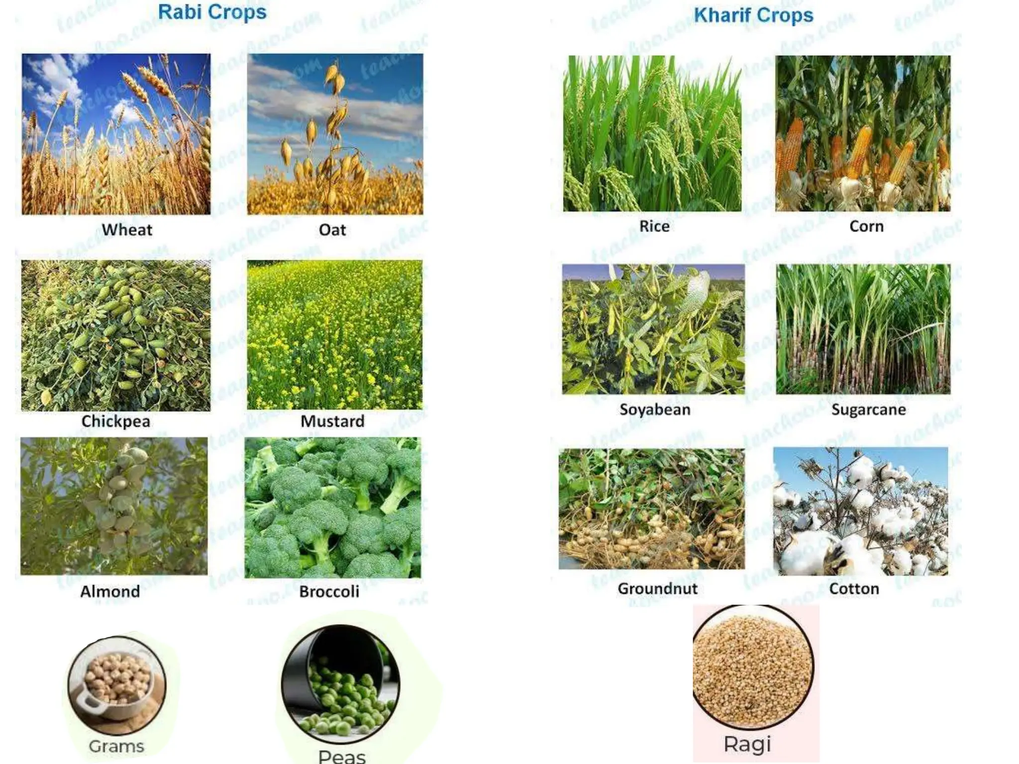 Improvement in food resources class 9.ppt