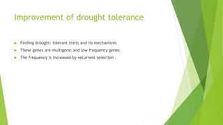 Improving drought tolerance in maize (zea mays) | PPTX