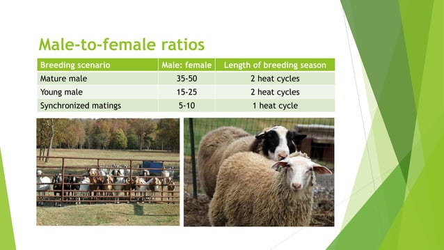 Tips for Improving Lambing/Kidding Percentage | PPTX | Reproductive ...