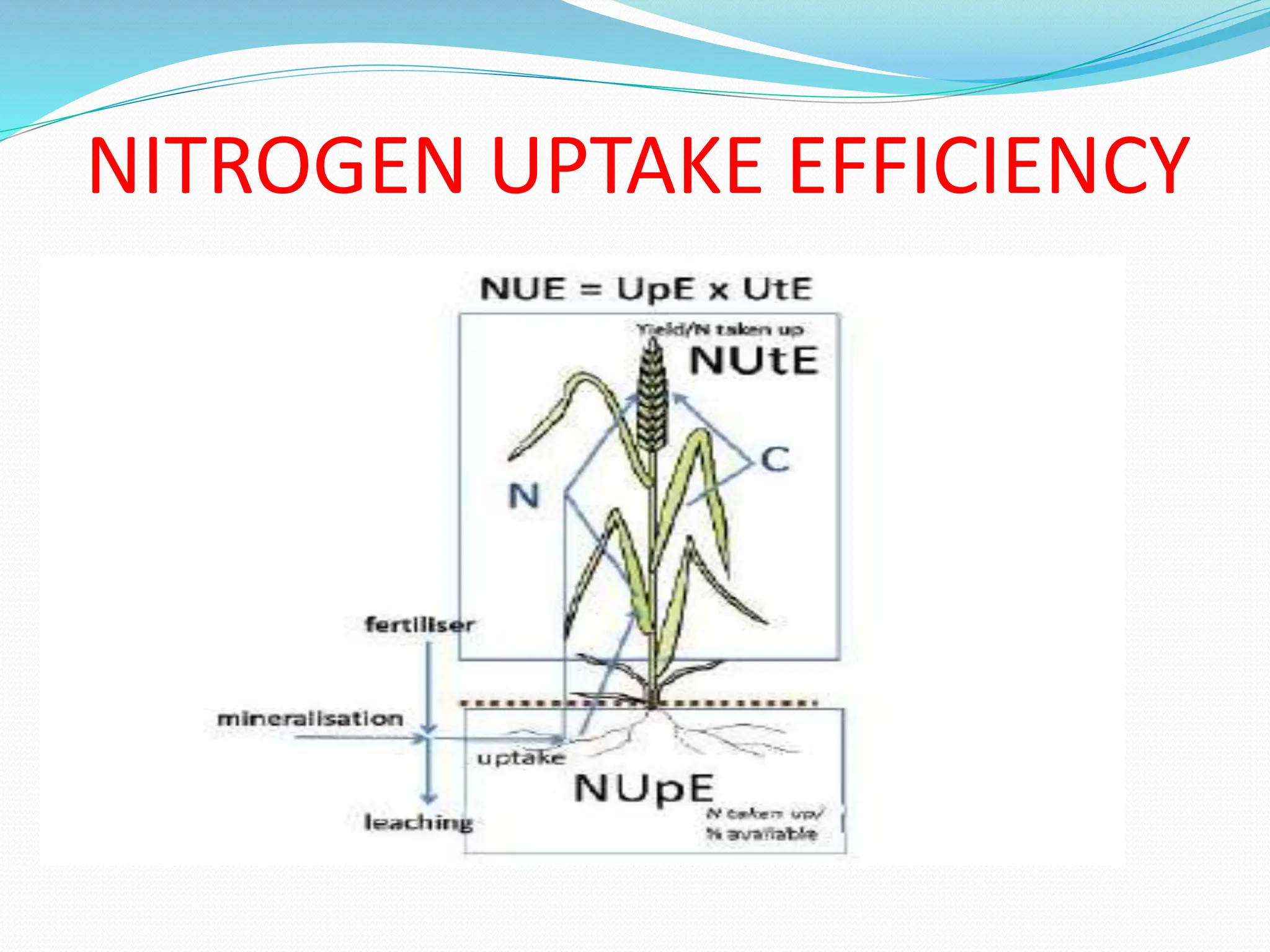 Improving Nitrogen Use Efficiency In Plants Hj Pptx