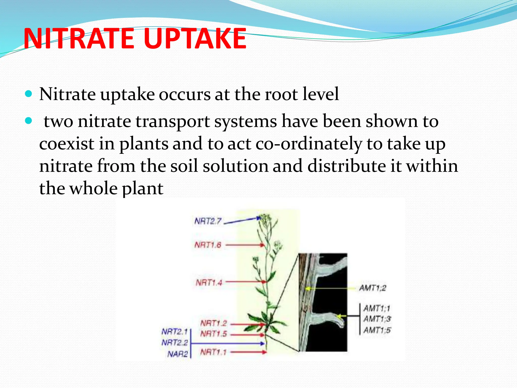 IMPROVING NITROGEN USE EFFICIENCY IN PLANTS hj.pptx