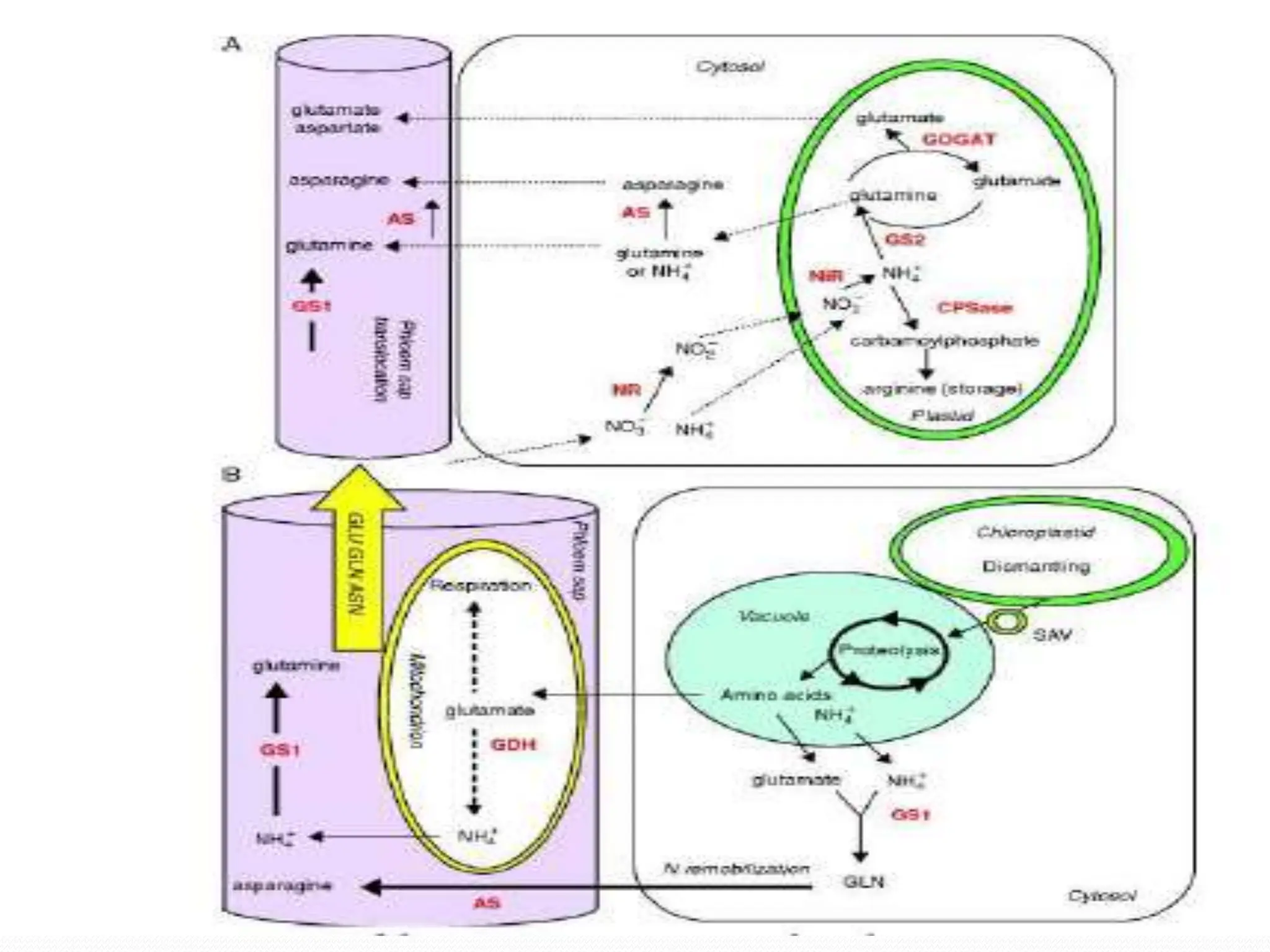 IMPROVING NITROGEN USE EFFICIENCY IN PLANTS hj.pptx