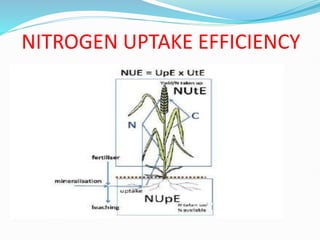 IMPROVING NITROGEN USE EFFICIENCY IN PLANTS hj.pptx