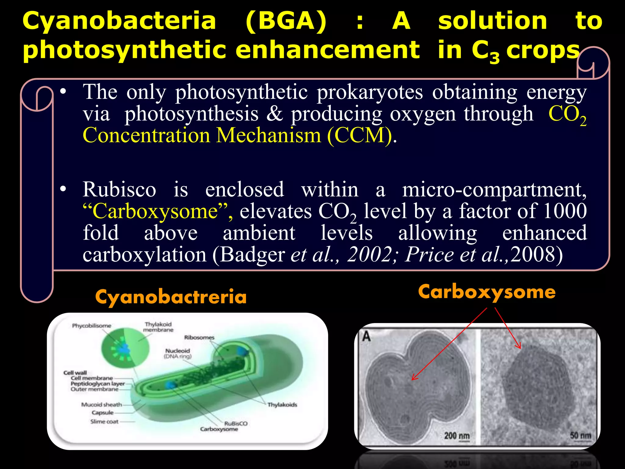 Improving photosynthesis by chloroplast engineering | PPTX