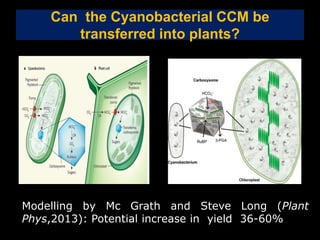 Improving photosynthesis by chloroplast engineering | PPTX