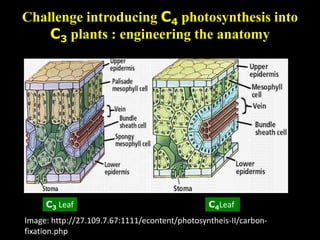Improving photosynthesis by chloroplast engineering | PPTX