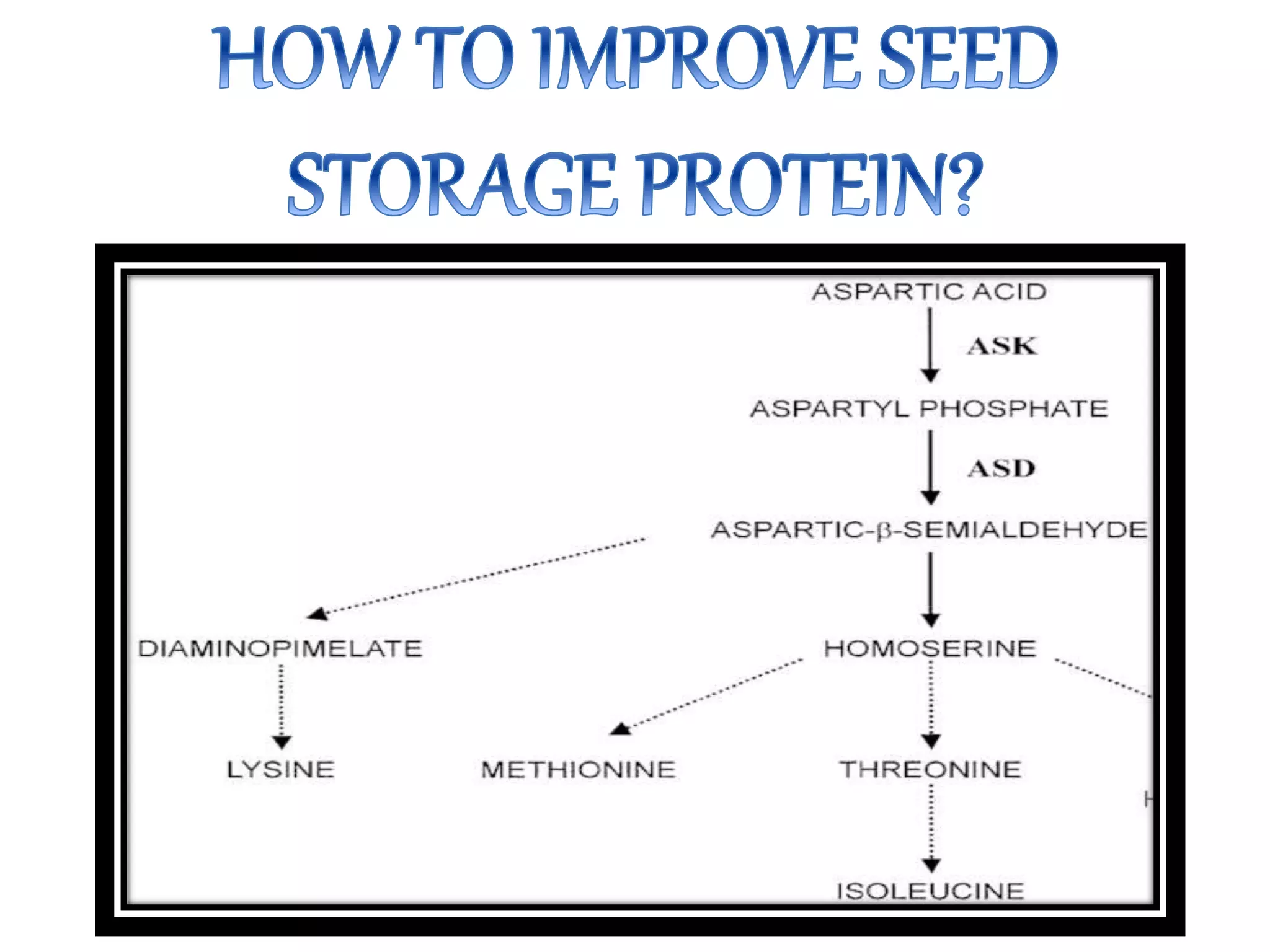 Imprpoving seed storage proteins & golden rice | PPTX